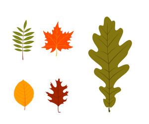 Leaves set autumn on white background Royalty Free Vector