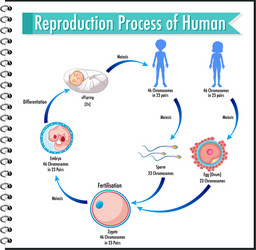 Diagram showing human reproduction process Vector Image
