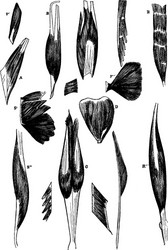 Tendons Vector Images (over 2,300)