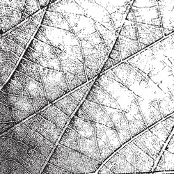 Leaf Texture Vector Images (over 330,000)