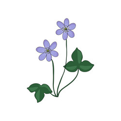 Drawing hepatica Royalty Free Vector Image - VectorStock