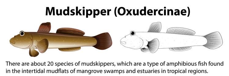 Mudskipper Vector Images (16)