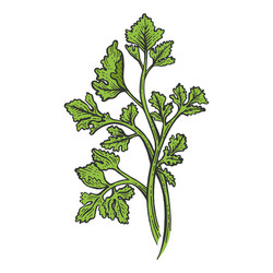 Cilantro Royalty Free Vector Image - VectorStock
