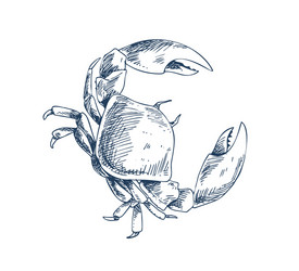 Crab drawing isolated crustacean animal Royalty Free Vector