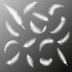 White flying feathers Royalty Free Vector Image
