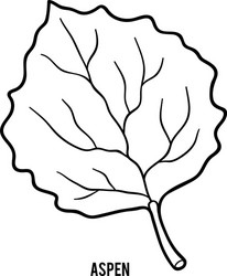 Coloring book aspen leaf Royalty Free Vector Image