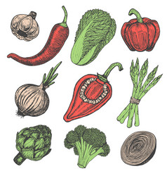 Hand drawn of red pepper sketch style doodle Vector Image