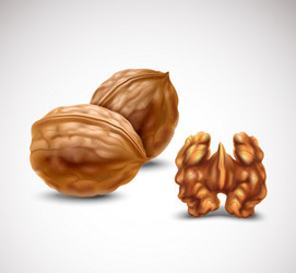 Walnut Vector Images (over 11,000)