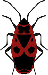 Red soldier bug Royalty Free Vector Image - VectorStock