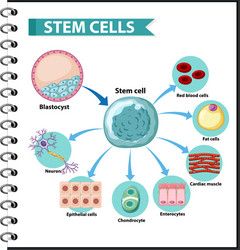 Scientific medical stem cell applications Vector Image