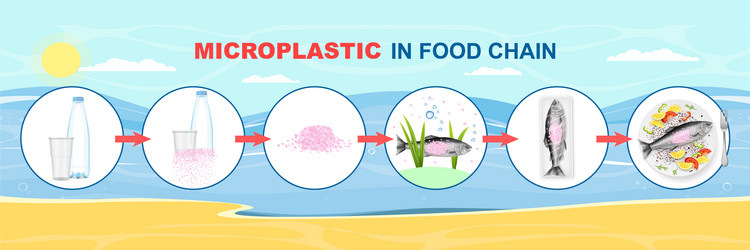 Microplastic in food chain infographic Royalty Free Vector