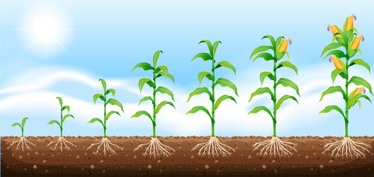 Growing corn on the ground Royalty Free Vector Image