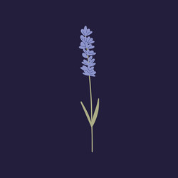 Lavanda Vector Images (over 230)
