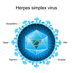 Herpes Vector Images (over 2,100)
