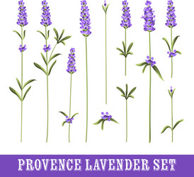 Lavender Vector Images (over 16,000)