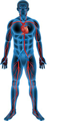 Blood flow in human circulatory system Royalty Free Vector