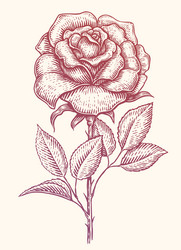Cut Out Rose Vector Images (over 990)