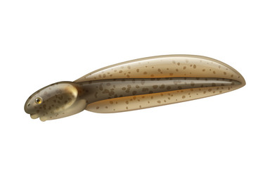Smiling green baby tadpole Royalty Free Vector Image