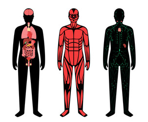 Human body systems Royalty Free Vector Image - VectorStock