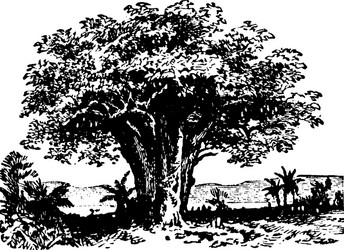 Baobab Tree Vector Images (over 2,100)