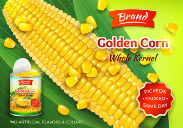 Realistic detailed 3d sweet organic corn cob Vector Image