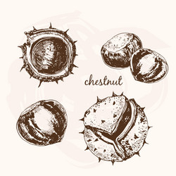 Chestnut drawing engraving ink line art Royalty Free Vector