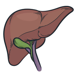 Sketch human liver digestion bile organ Royalty Free Vector