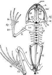 One single line drawing of frog amphibian animal Vector Image