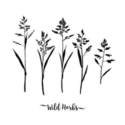 Reed silhouette set Royalty Free Vector Image - VectorStock