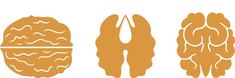 Walnut Royalty Free Vector Image - VectorStock