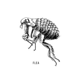 Hand drawn dangerous insects set Royalty Free Vector Image