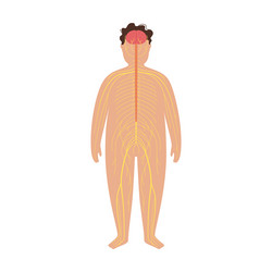 Autonomic Nervous System Vector Images (over 310)