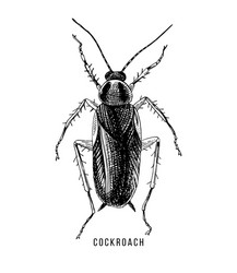 Cockroach Vector Images (over 8,500)