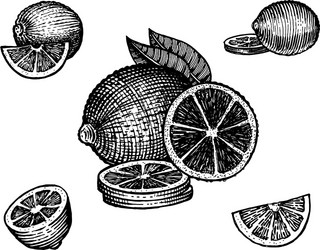 Lime Vintage Vector Images (over 9,000)