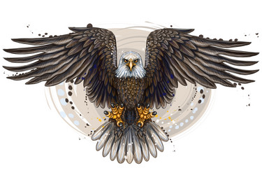 Soaring bald eagle drawing sketch a bird Vector Image