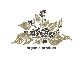 Natural coffee plant logo coffee bean plant icon Vector Image
