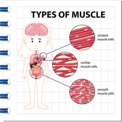 Types muscle cell diagram Royalty Free Vector Image