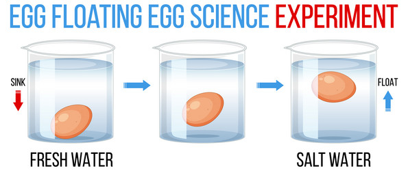 Science Experiment With Egg Float Test Royalty Free Vector