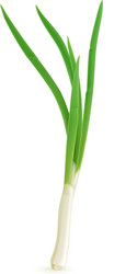 Fresh green onion Royalty Free Vector Image - VectorStock