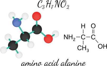 Alanine Amino Acid Vector Images (over 150)