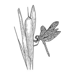 Reeds and dragonfly Royalty Free Vector Image - VectorStock