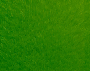 Green Grass Field Texture Royalty Free Vector Image