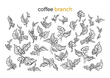 Coffee elements set Royalty Free Vector Image - VectorStock