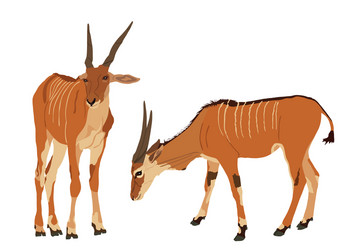 Eland Vector Images (86)