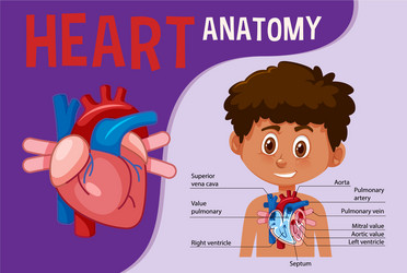 Information poster human heart diagram Royalty Free Vector