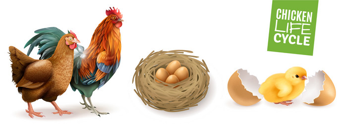 Chicken life cycle set Royalty Free Vector Image