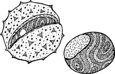 Chestnut drawing engraving ink line art Royalty Free Vector