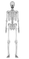 Male vs Female Skeleton Comparison Royalty Free Vector Image