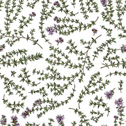 Thyme plant seamless border banner template Vector Image