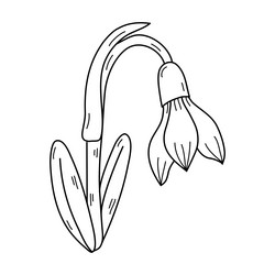 Snowdrops line art flower outline Royalty Free Vector Image